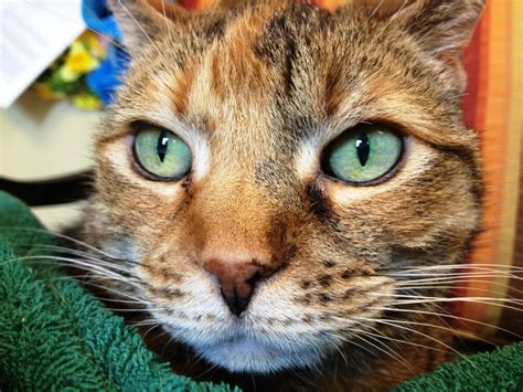 Bachelorette Of The Week Raja Cat In The Fridge