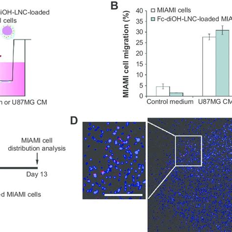Preparation Of Lncs By The Phase Inversion Temperature Method Notes