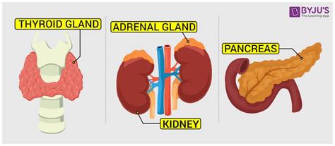 Hormones Other Than Sex Hormones And Their Disorders Thyroxine Insulin Adrenaline