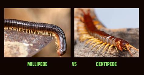 Millipede And Centipede