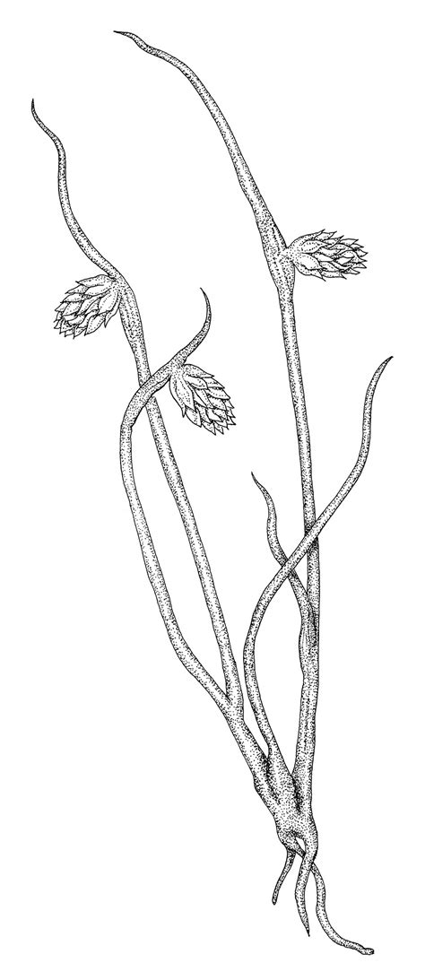 Washington Field Guide