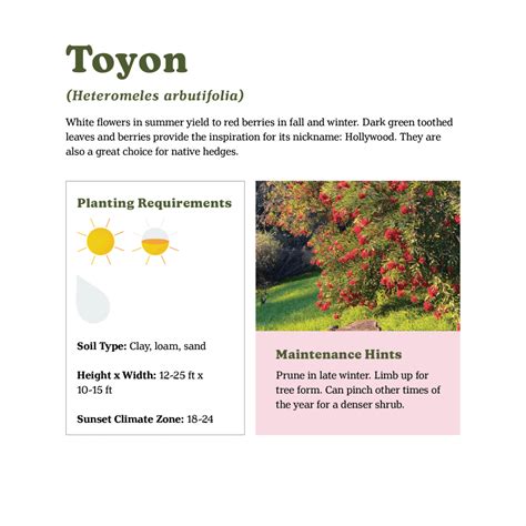Meet Toyon The Official City Plant Of Los Angeles Treepeople