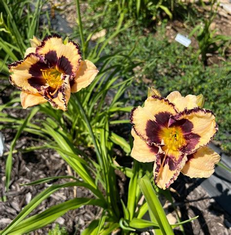 Bending Hill Farm Special Candy