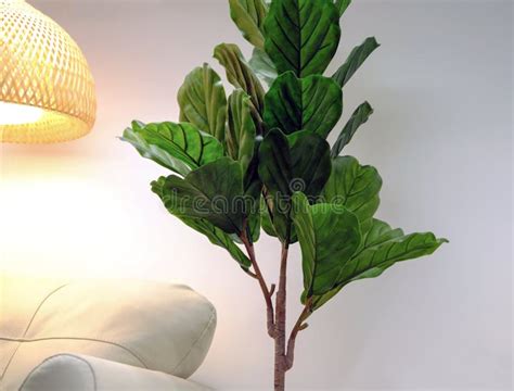 Artificial Green Ficus Tree Detail Of The Interior Stock Image