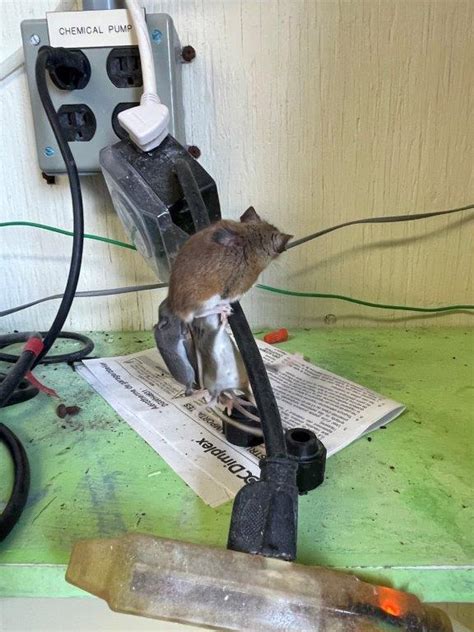 Mouse On A Wire Blank Template Imgflip