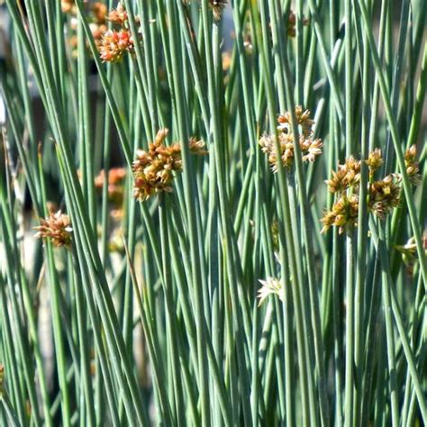 Elk Blue California Rush Everde Growers