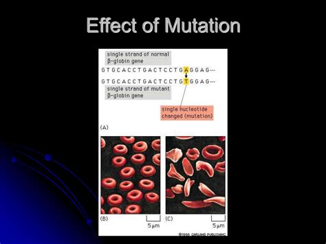 Chapter 5 And 6 Dna And Dna Replicationppt