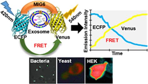 A Genetically Encoded Fret Based Nanosensor For Real Time Monitoring Of