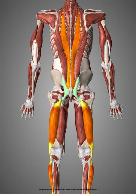 Postural Dysfunction And Exercise Therapy What Are They Drummond Education