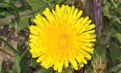 Diversity Found Dandelion Biologicalenrichment