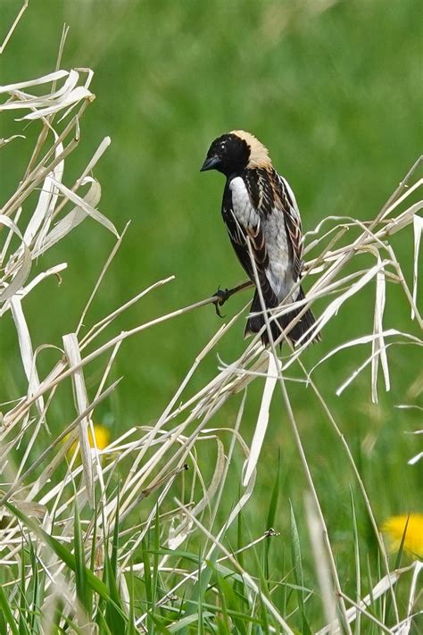 The Bobolink — Carolina Sake