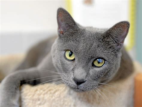 Russian Blue Mix Kittens