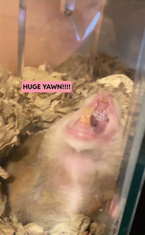 Do Not Wake The Ham 😳 Rhamsters