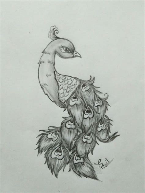 Peacock Drawing Peacock Drawing Human Drawing Reference Human Drawing