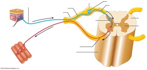 Reflex Arc Diagram Quizlet Reflex Arc Diagram Quizlet