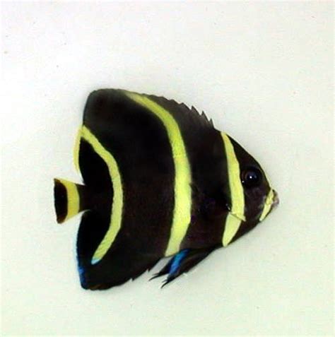 Angelfish Saltwater