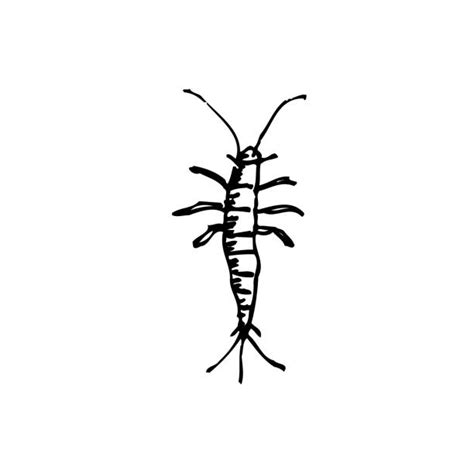 Grasshopper Egg Illustrations Royalty Free Vector Graphics And Clip Art Istock