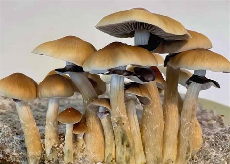 P Cubensis An Introduction To The Psychedelic Mushroom Pnw Spore