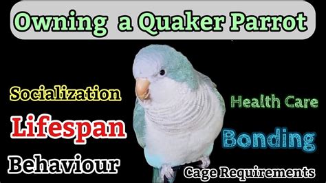 Comprehensive Guide To Owning A Quaker Parrot Youtube