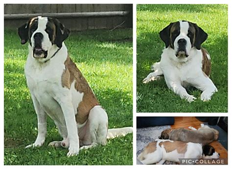 Lucky 💚available For Adoption💚 💚murphy 💚approximately 18 Month Old