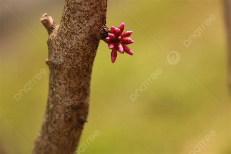 Germination Of Tree Ya Background Tree Branch Germination Growing Up