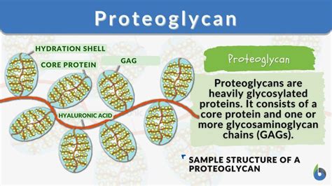 Dermatan Sulfate Proteoglycans Hyaluronic Acid And Chondroitin Sulfate