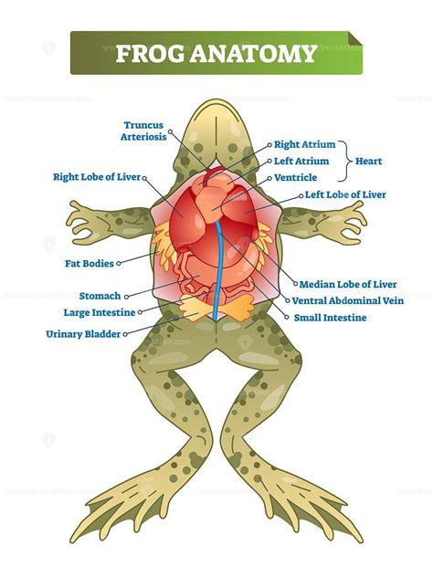 Description Frog Anatomy Labeled Vector Illustration Scheme