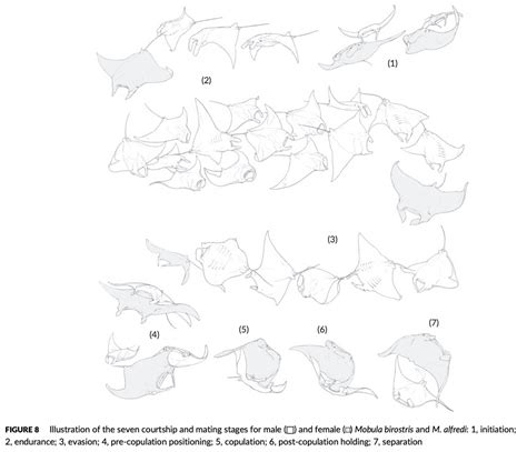 Courtship And Mating Behaviour Of Manta Rays Mobula Alfredi And M