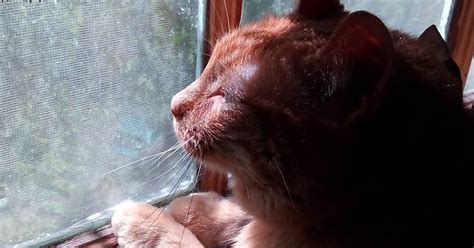 Goldie Soaking In The Afternoon Sun Rays Album On Imgur Goldie Soaking In The Afternoon Sun Rays Album On Imgur