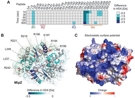 Molecular Architecture Of The Dna Binding Sites Of The P Loop Atpases Mipz And Para From