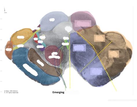 Midbrain Superior Colliculus Level Quiz