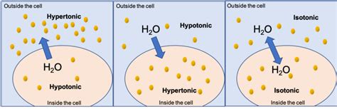 33 Transport Across The Cell Membrane General Anatomy And Physiology