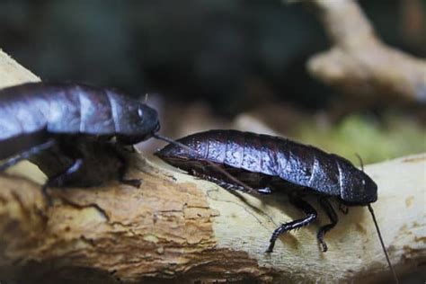 How Did Cockroach Get Its Name