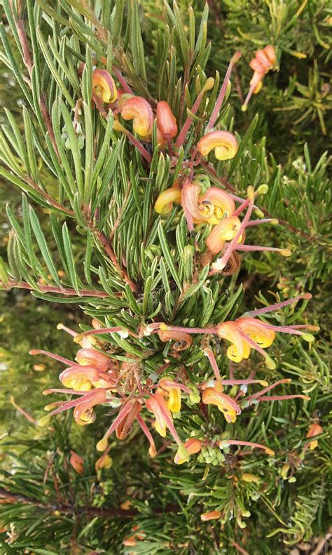 Grevillea Rosmarinifolia X Alpina Entree In 50mm Forestry Tube Trigg