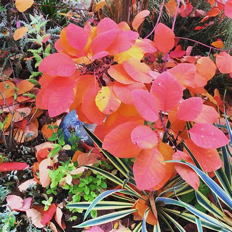 Tips On Buying And Planting Trees And Shrubs In Fall For The Northwest