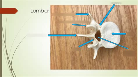7 Module 5 Axial Skeleton Vertebral Column Diagram Quizlet