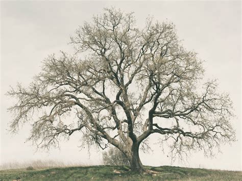 The Gentle Tree Malibu Creek Jin Woo Prensena Photography
