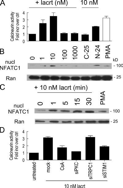 Time And Dose Dependent Activation Of Calcineurin And Appearance Of