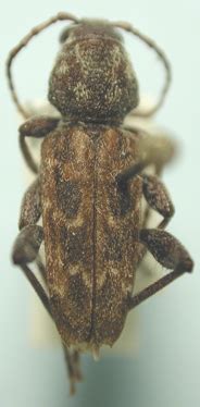 Cerambycidae Species Details