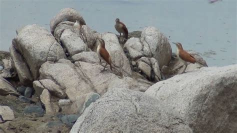 Los Chilalos Youtube