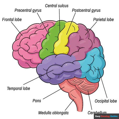 Cerebrum Diagram Drawing