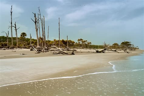 Hunting Island Tree Boneyard 5 The Two Birds In The Sky Ar… Flickr