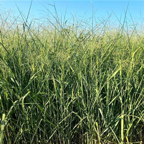 Panicum Cloud Nine Switch Grass From Babikow Wholesale Nursery