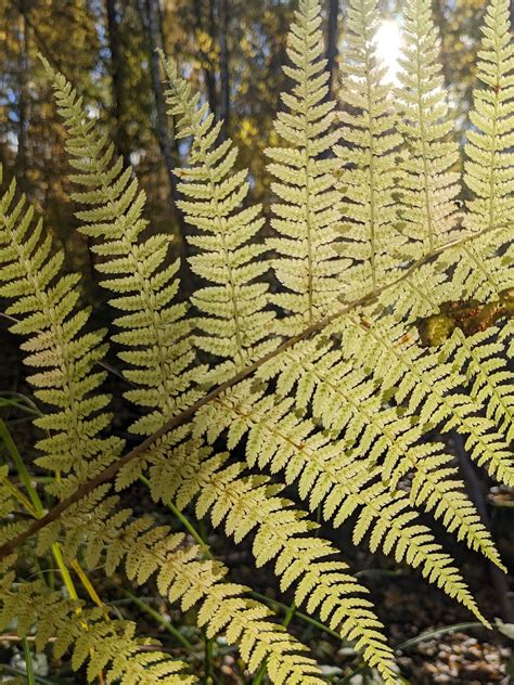 Fern Nature Forest Free Photo On Pixabay Pixabay