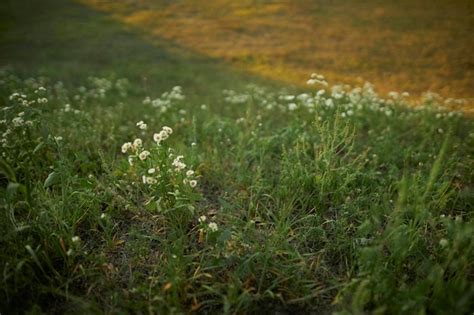 Premium Photo Small Daisies In The Meadow Green Grass