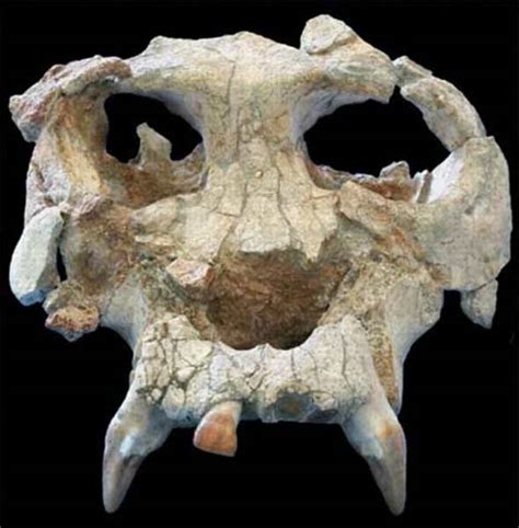 Pierolapithecus Catalaunicus Profile Discovery Fossil Extinct