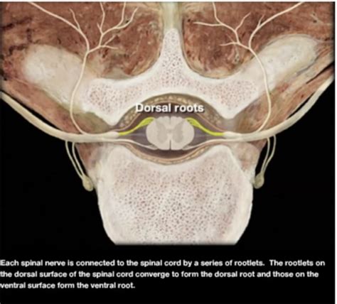 Anatomy Quiz 4 Updates Slides Slides 200 234 Flashcards Quizlet
