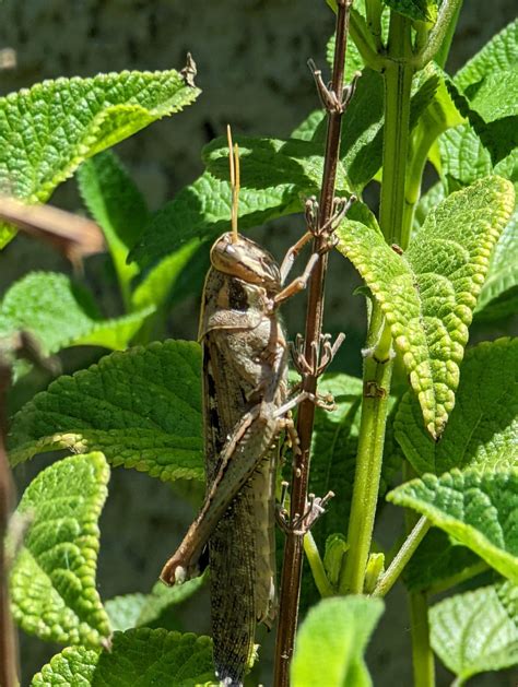 What Sort Of Grasshopper Is This Helping Itself To My Garden R