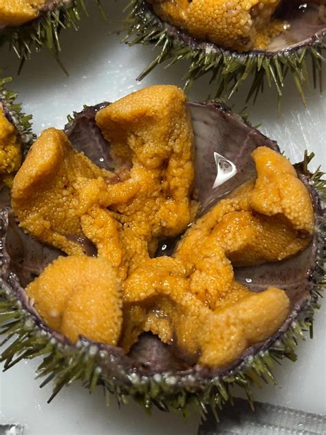 Gouldsboro Seaweed Farm Has Added Urchins To The Mix Waterfront