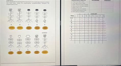 Answered Assignment 1 Build A Phylogenetic… Bartleby